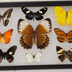 Real Framed World Wide Butterfly Collection 5 - Etsy
