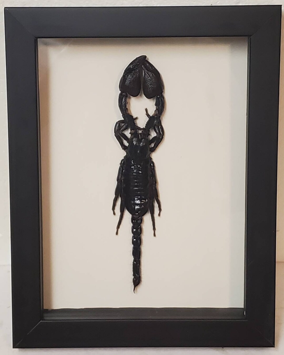Real Framed Forest Scorpion heterometrus Laoticus in Black - Etsy