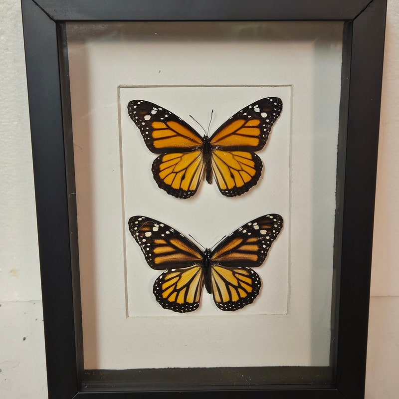 Butterfly Display - Etsy