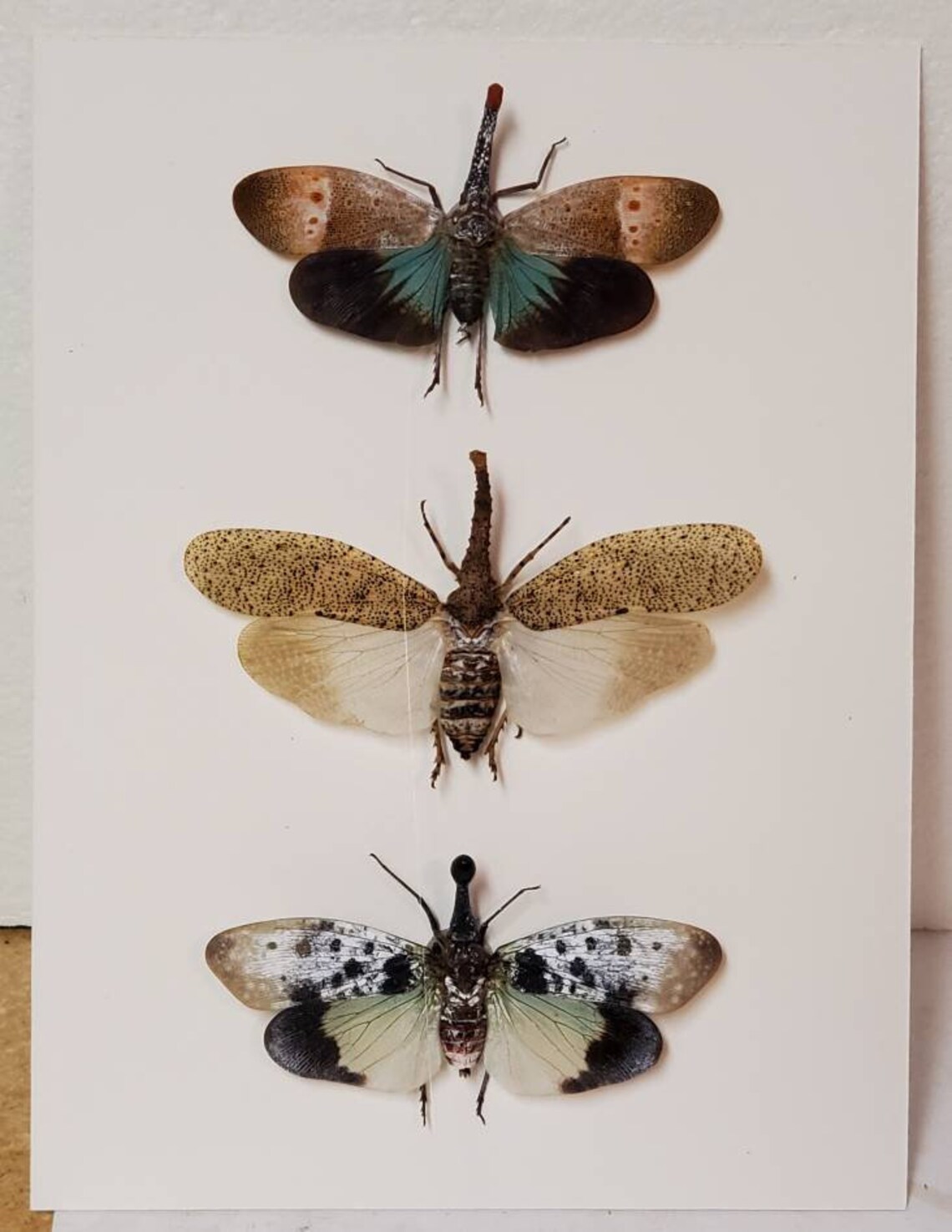 Real Lanternfly/plant Hopper Collection Pyrops Pyrorhyncha - Etsy