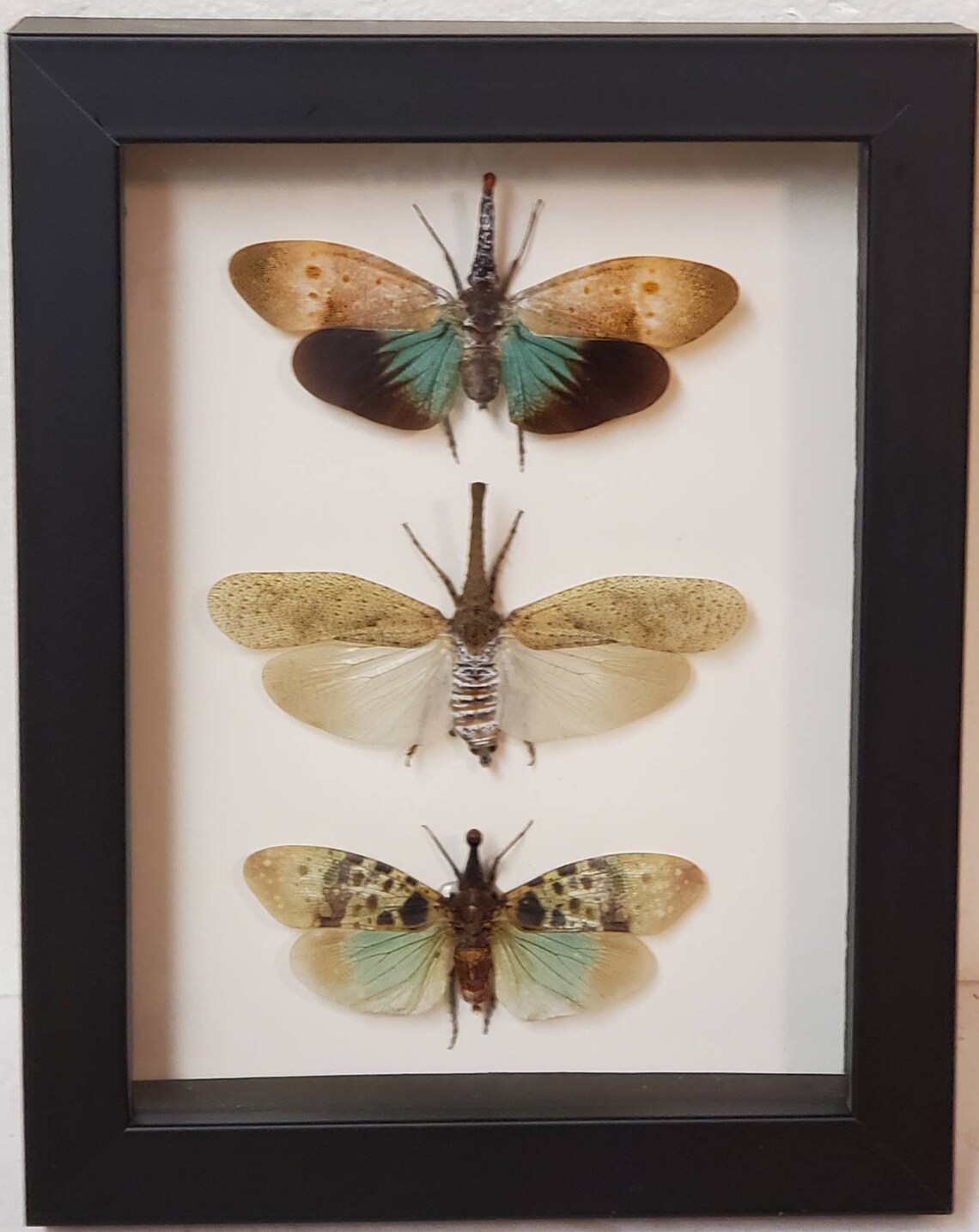 Real Lanternfly/plant Hopper Collection Pyrops Pyrorhyncha - Etsy