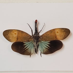 Real Lanternfly/plant Hopper Pyrops Pyrorhyncha From Southeast Asia in ...