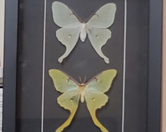 Luna Moth Shadow Box - Etsy