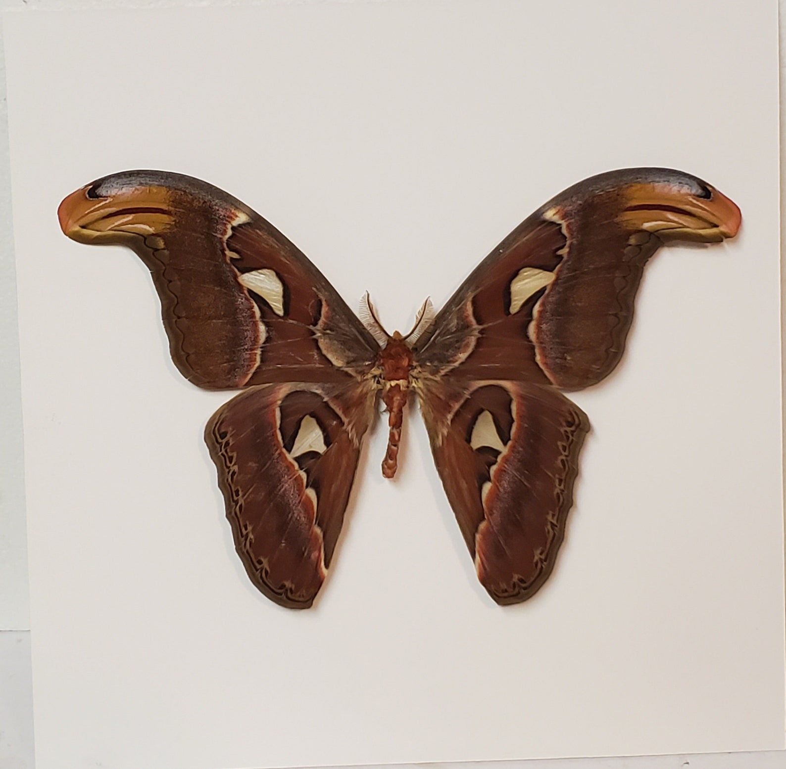 Real Framed Atlas Moth M in Custom Ash Shadowbox Frame - Etsy