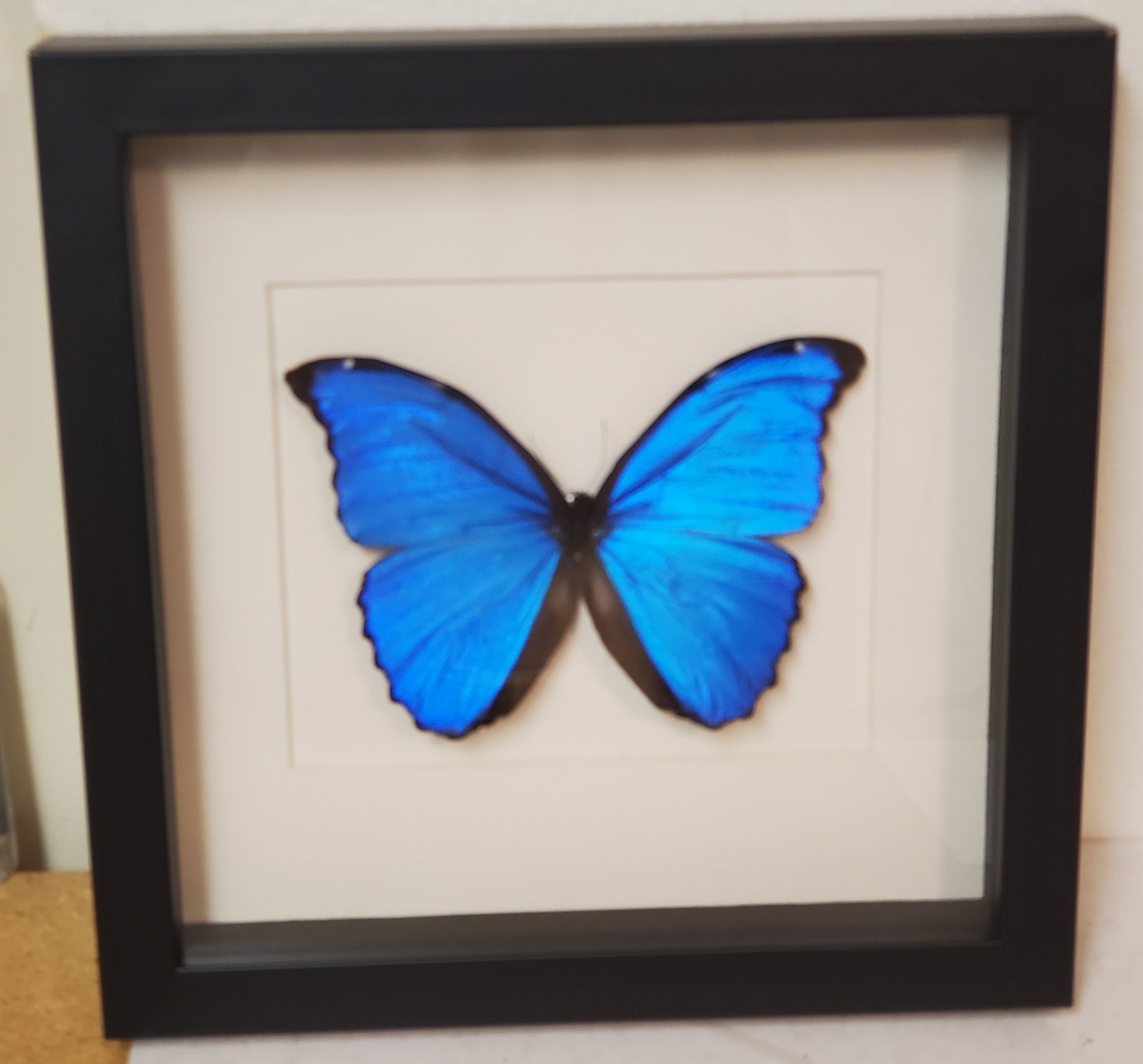 Real Framed Blue Morpho M Butterfly - Etsy