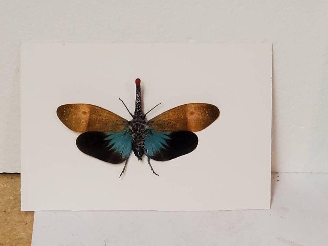 Real Lanternfly/plant Hopper Pyrops Pyrorhyncha From Southeast - Etsy