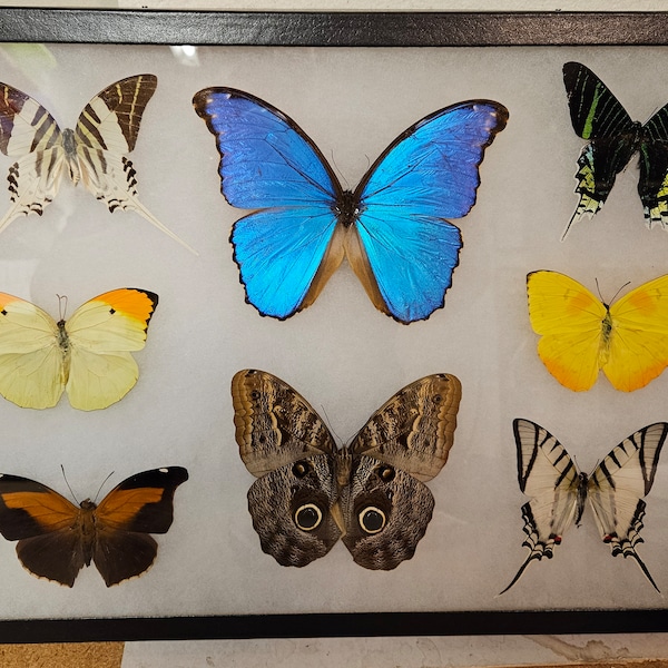 Butterfly Collection - Etsy