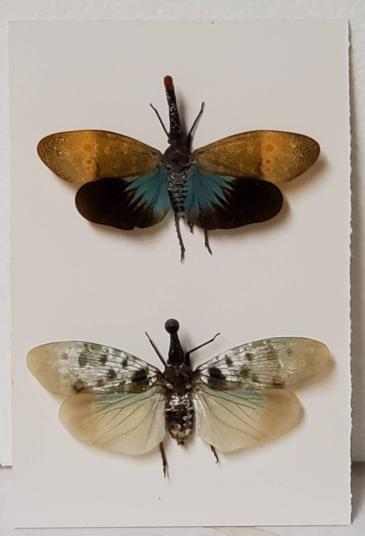 Real Pairlanternfly/plant Hopper Pyrops Clavata & Pyrorhyncha - Etsy