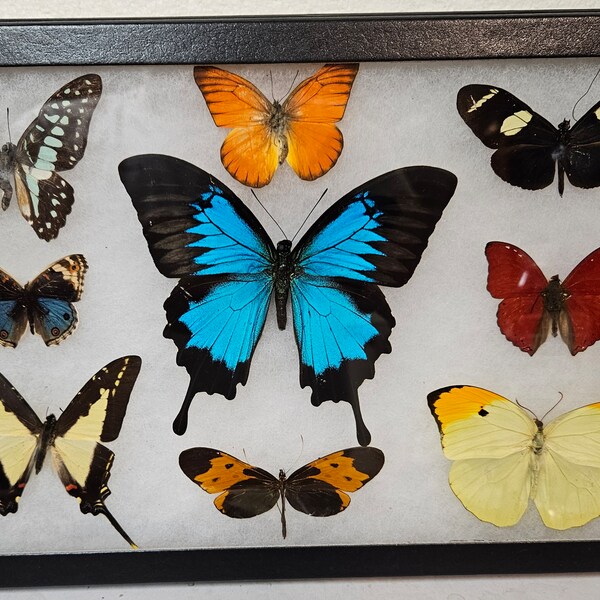 Real Butterfly Framed - Etsy