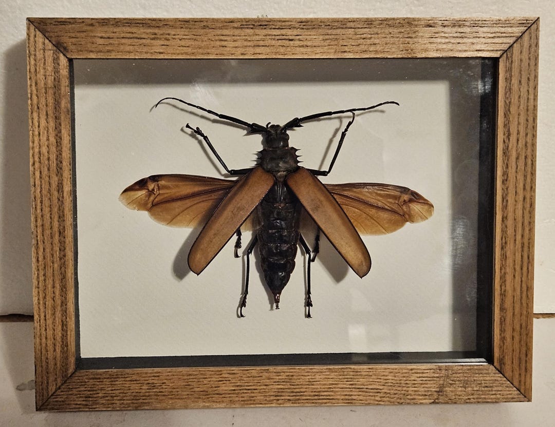 Giant Longhorn Beetle(callipogon Armillatus ) in Custom Ash Shadow Box ...