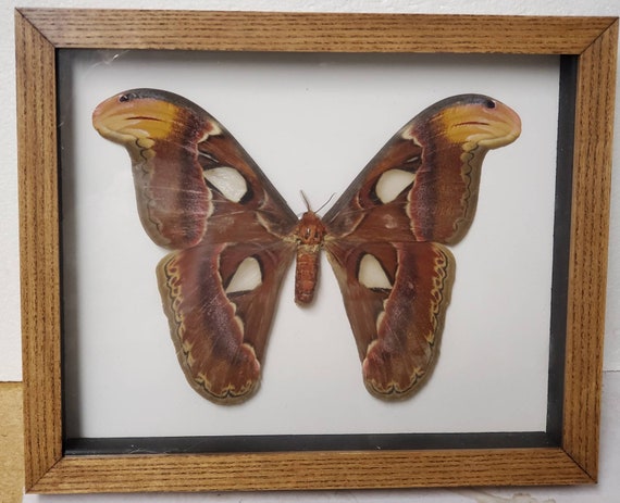 Real Framed Atlas Moth F in Custom Ash Shadowbox - Etsy