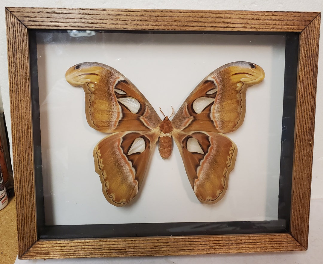 Real Framed Atlas Moth F in Custom Ash Shadowbox - Etsy