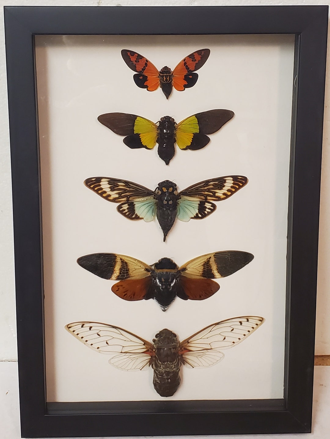 Real Framed 5 Cicada Collection From Southeast Asia in Custom Shadowbox ...