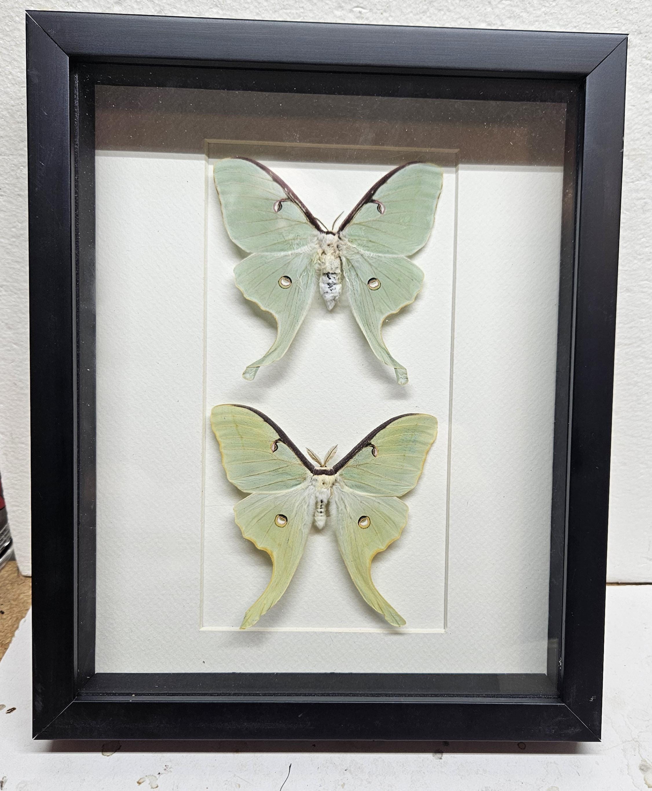 Real Framed Luna Moth (M & F) From North America in Shadow Box Frame #2 ...