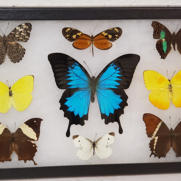 Real Butterfly Framed - Etsy