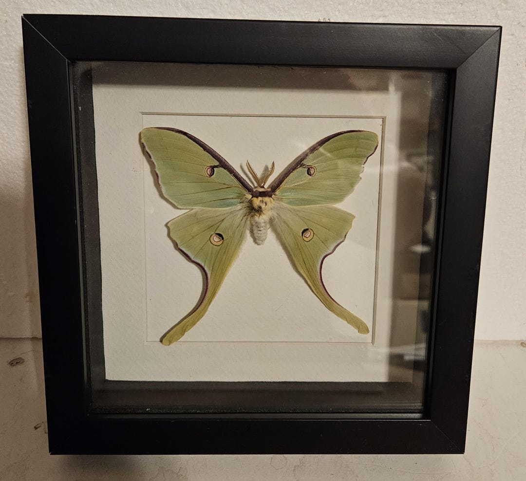 Real Framed Luna Moth Male From North America #3 - Etsy