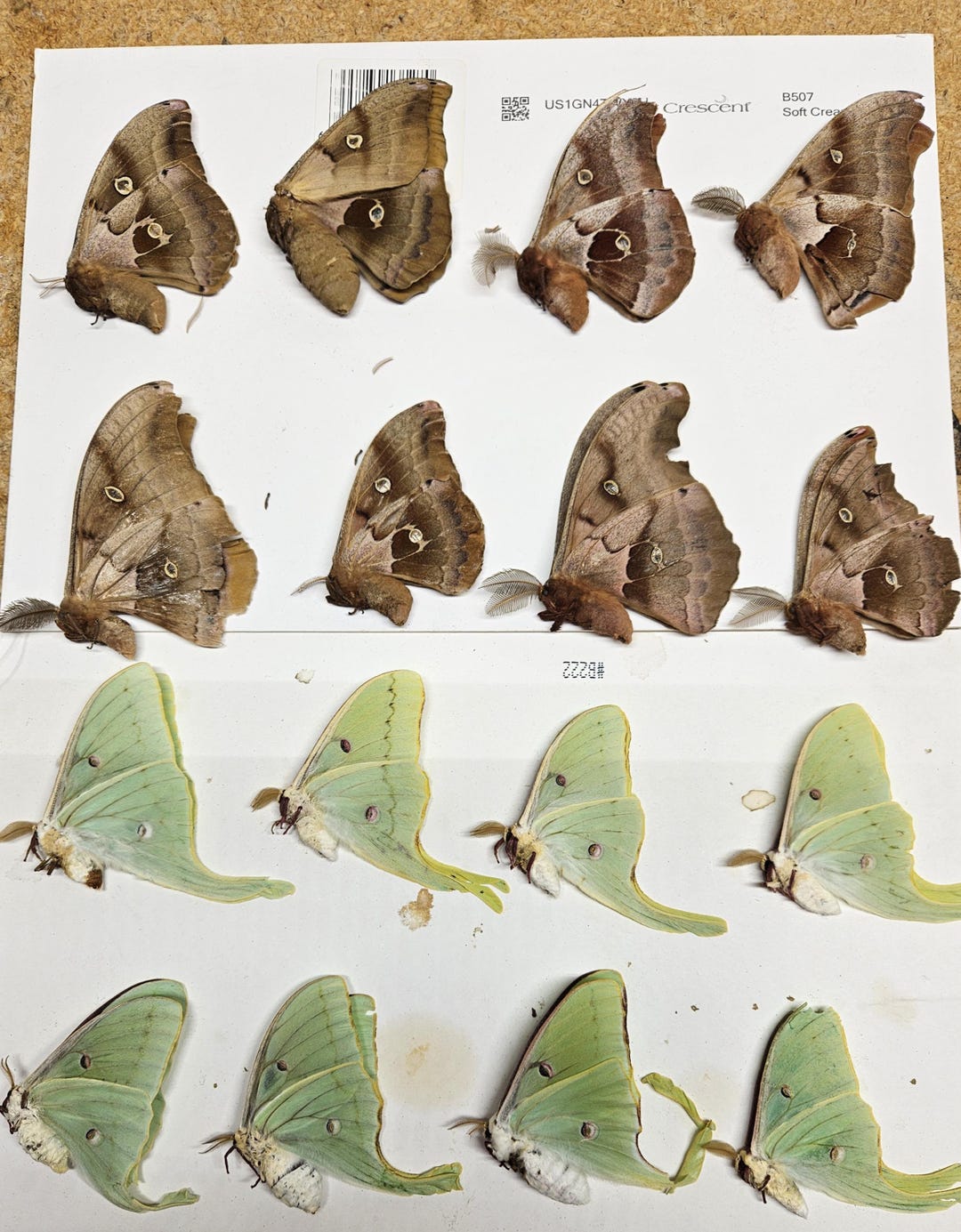 Luna and Polyphemus Moths Unmounted Lot of 18 Practice Grade Ex-pupae ...