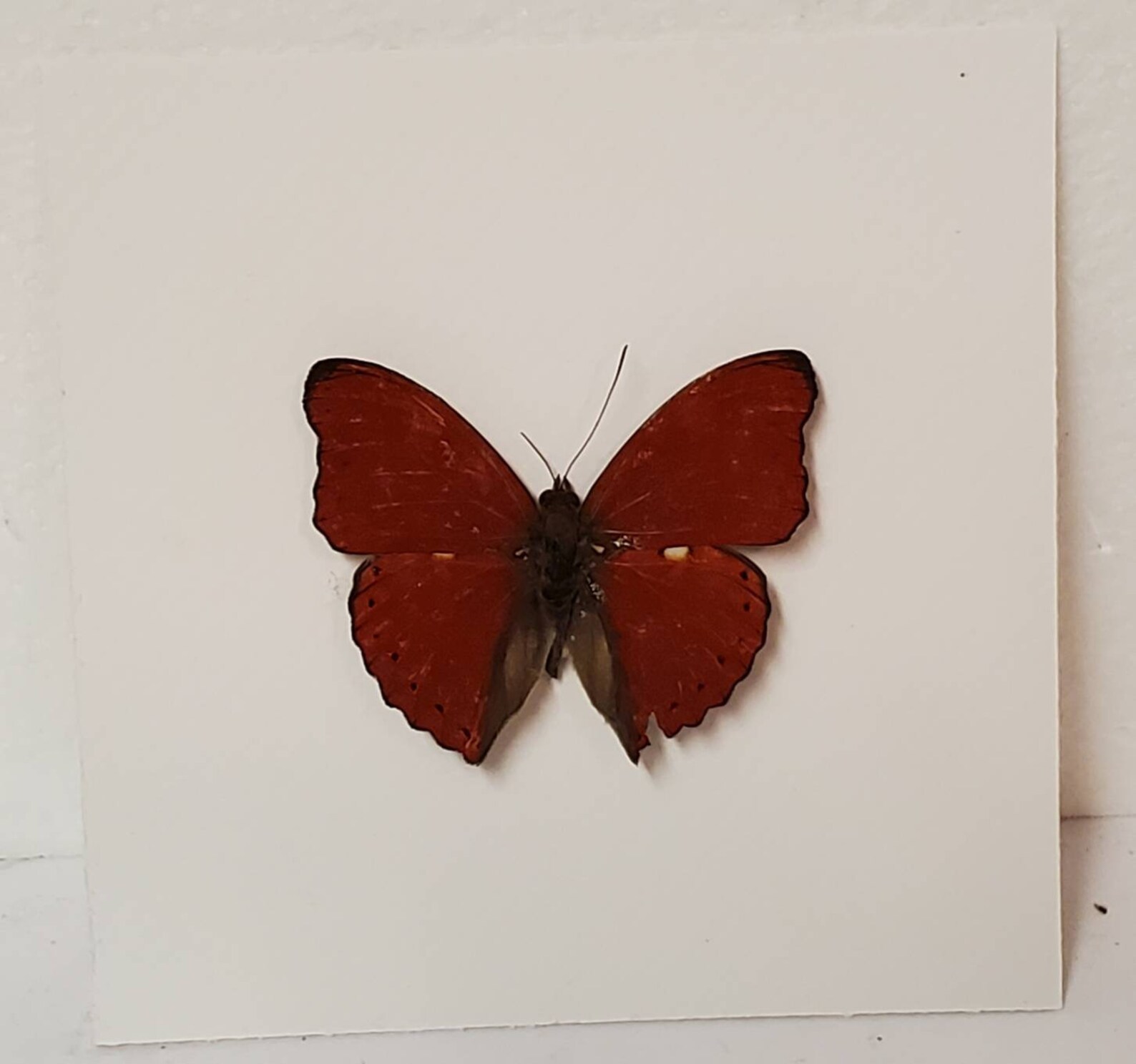 Real framed red glider butterfly | Etsy