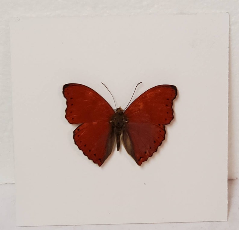 Real Framed Red Glider Butterfly | Etsy