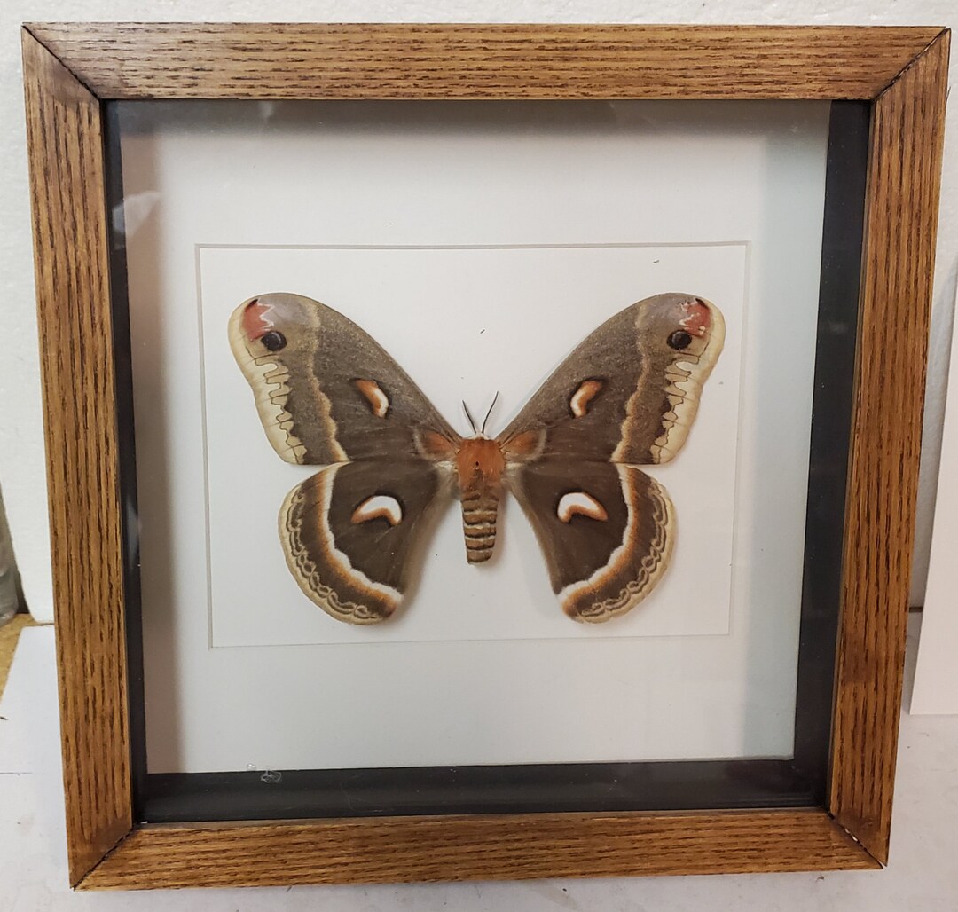 Real Framed Female Cecropia Moth in Custom Ash Shadow Box - Etsy
