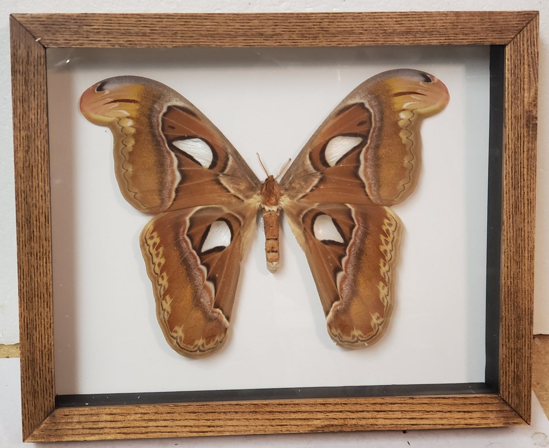 Real Framed Atlas Moth F in Custom Ash Shadowbox - Etsy