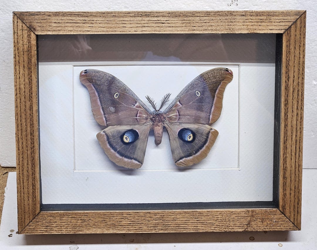Real Framed Male Polyphemus Moth in Wooden (ash ) Shadow Box Frame - Etsy