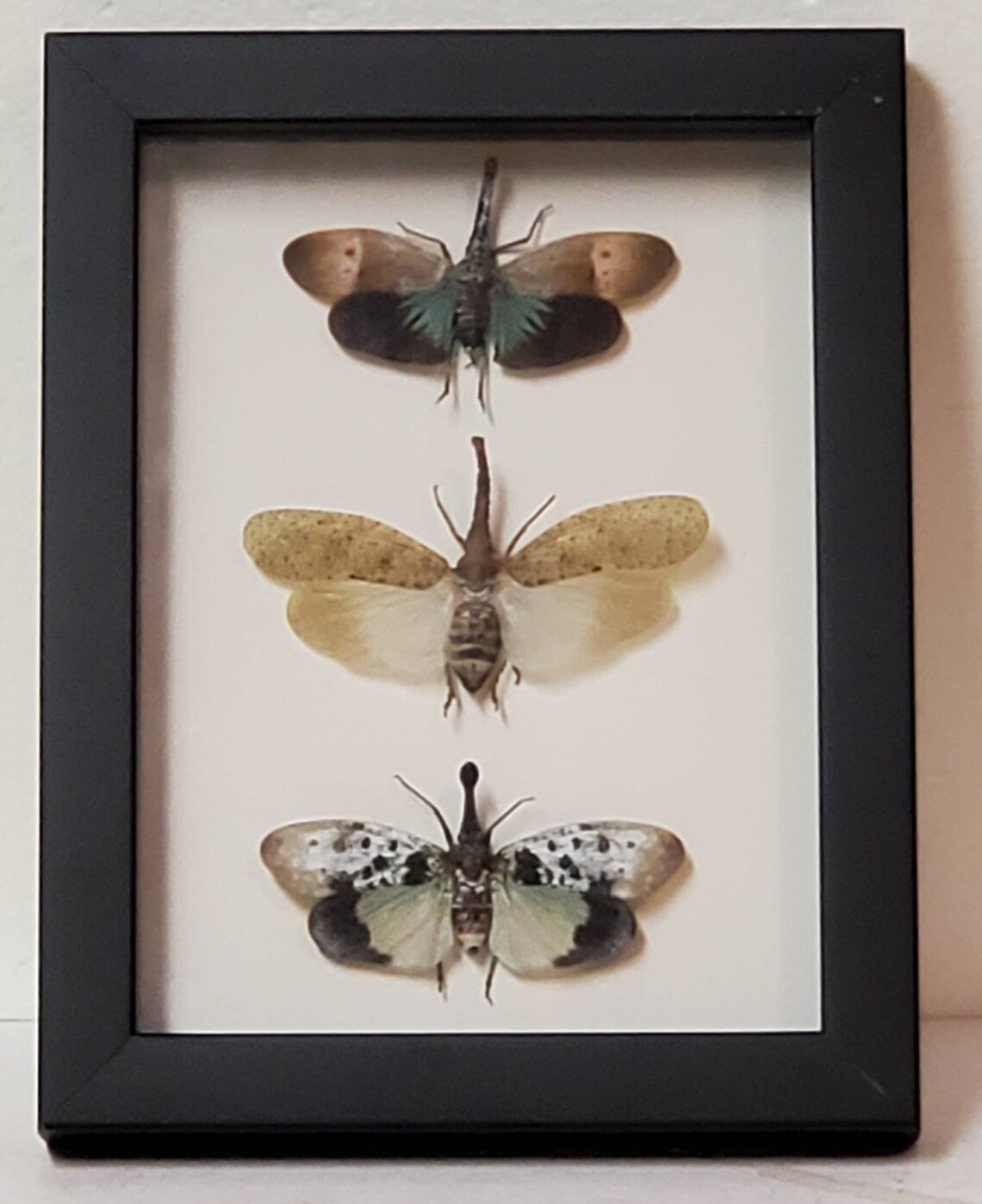 Real Lanternfly/plant Hopper Collection Pyrops Pyrorhyncha - Etsy