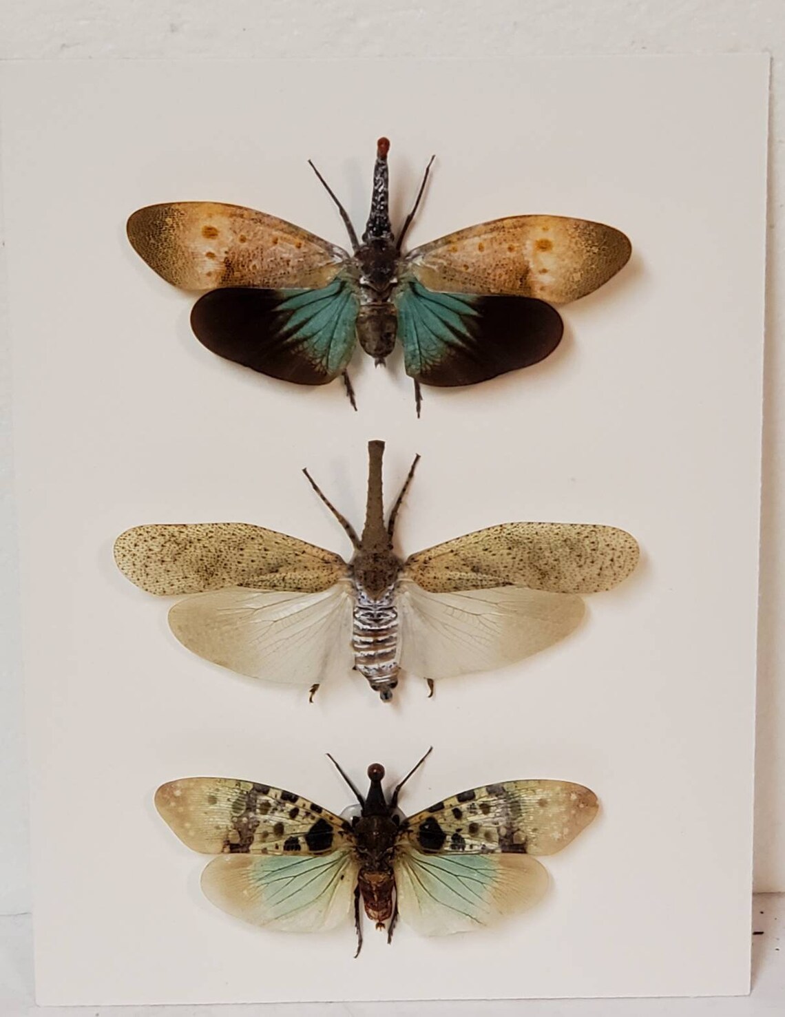 Real Lanternfly/plant Hopper Collection Pyrops Pyrorhyncha - Etsy