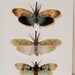 Real Lanternfly/plant Hopper Collection Pyrops Pyrorhyncha Zanna ...
