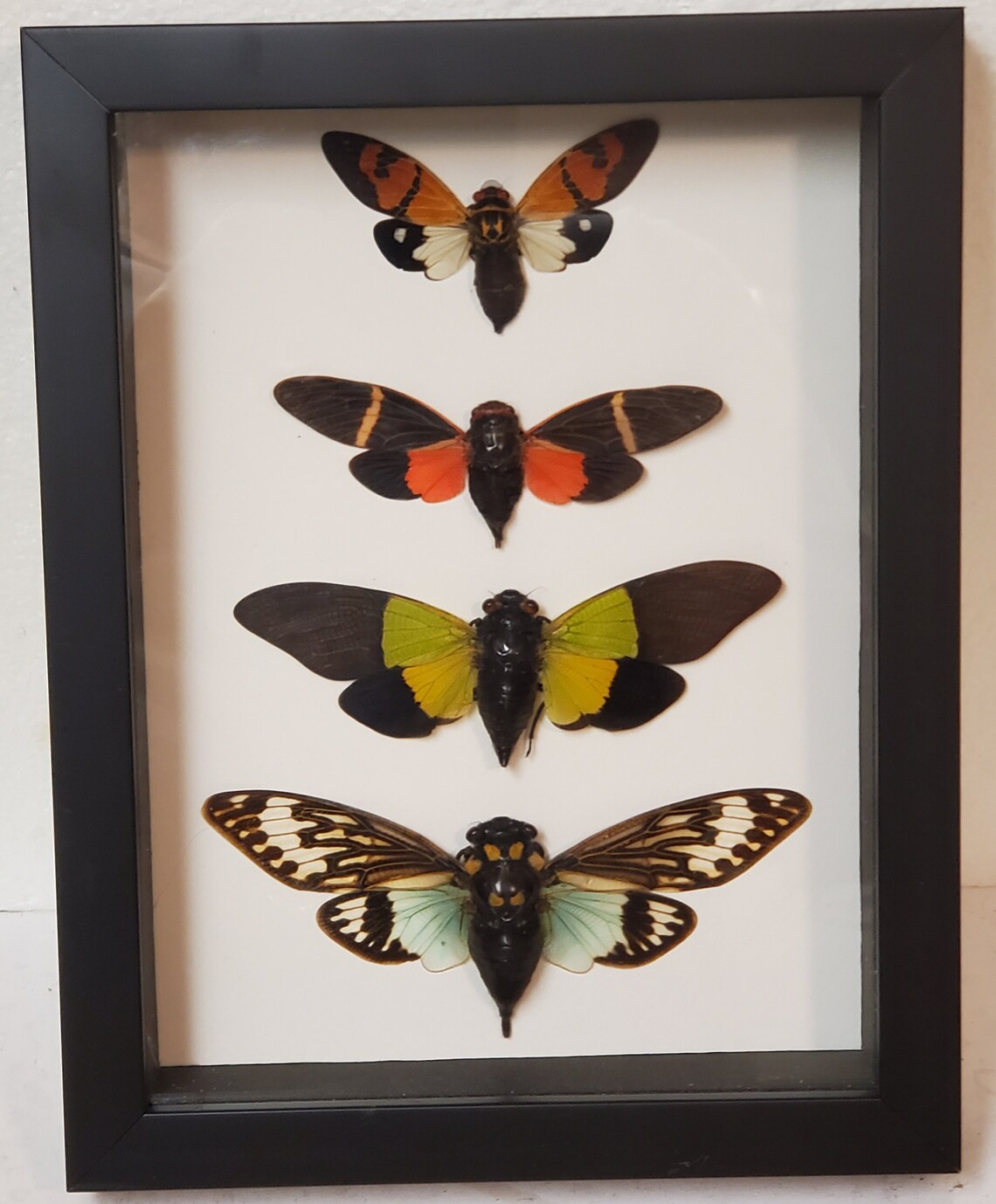 Real Framed Four Cicada Collection From Southeast Asia in a - Etsy