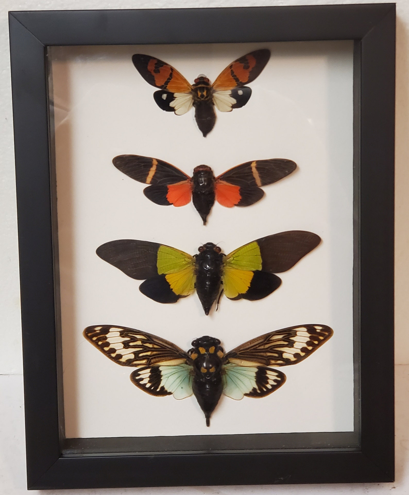 Real Framed Four Cicada Collection From Southeast Asia in a - Etsy