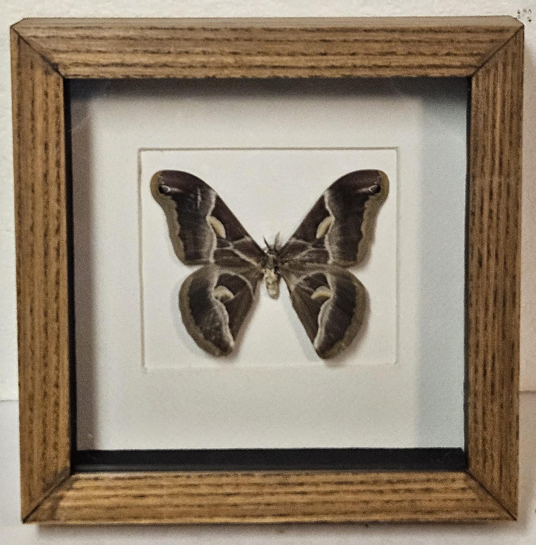 Real Framed Male Cynthia Moth in Wooden (ash ) Shadow Box Frame - Etsy