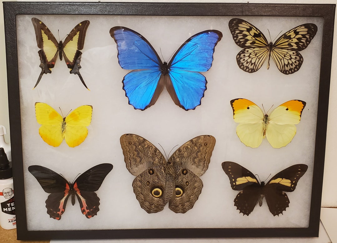 Real Framed World Wide Butterfly Collection 6 - Etsy