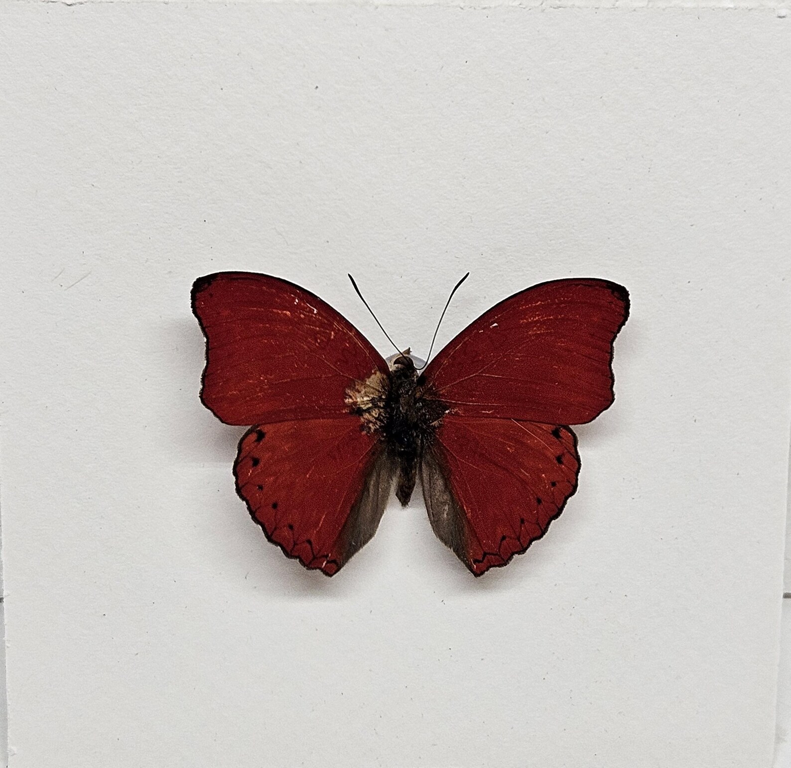Real Framed Red Glider Butterfly - Etsy