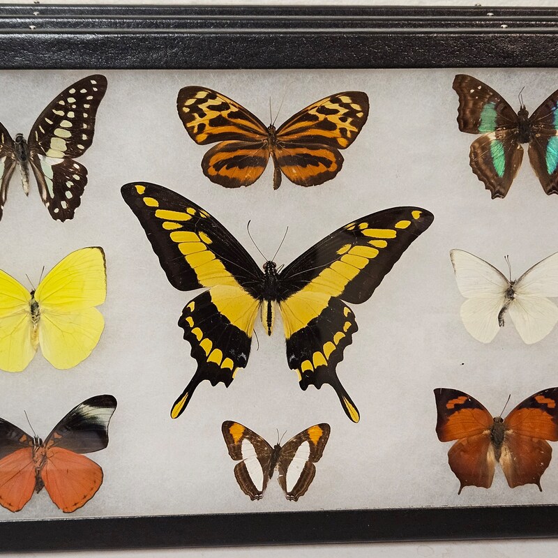 Mounted Butterflies - Etsy