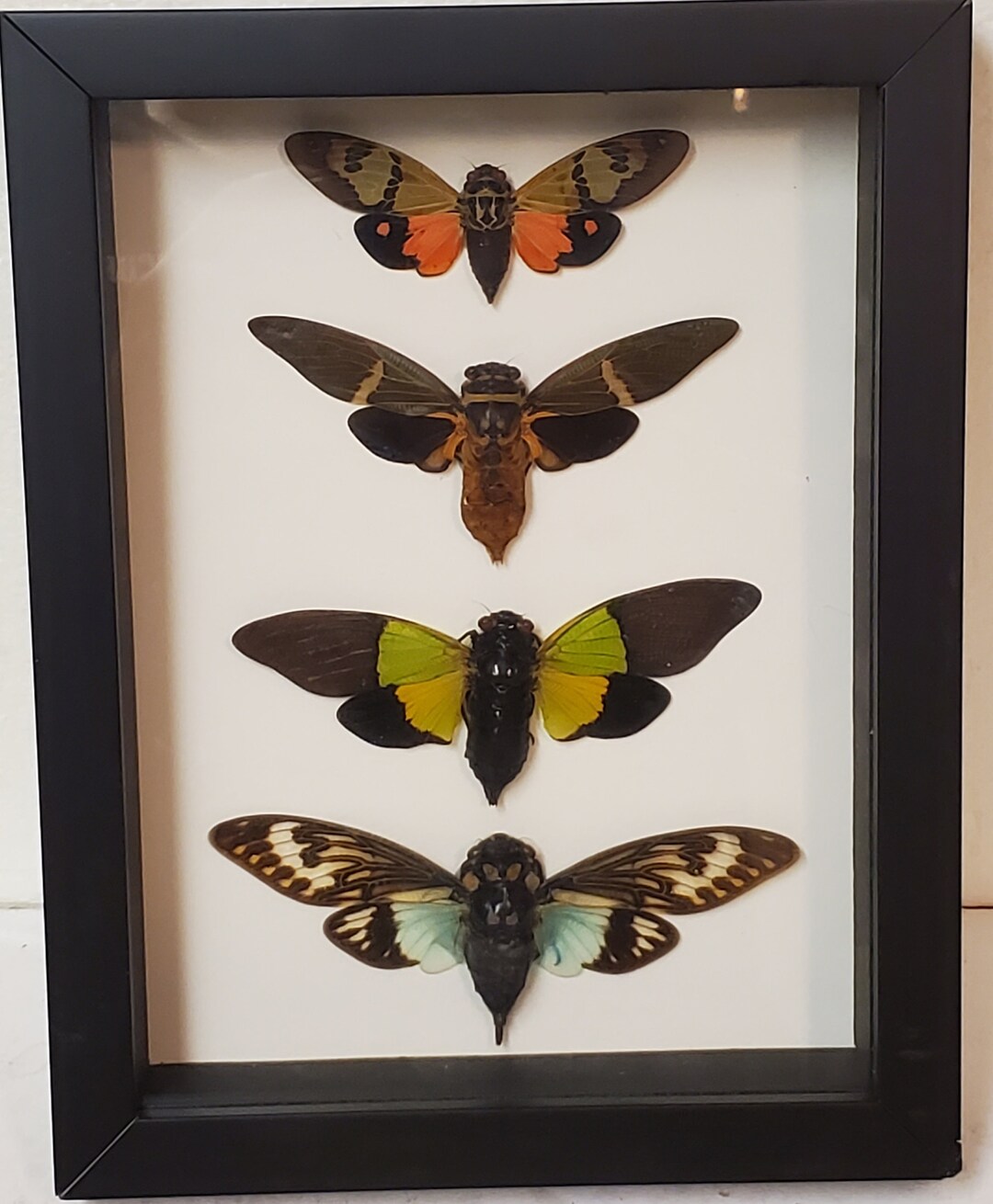 Real Framed Four Cicada Collection From Southeast Asia in a - Etsy