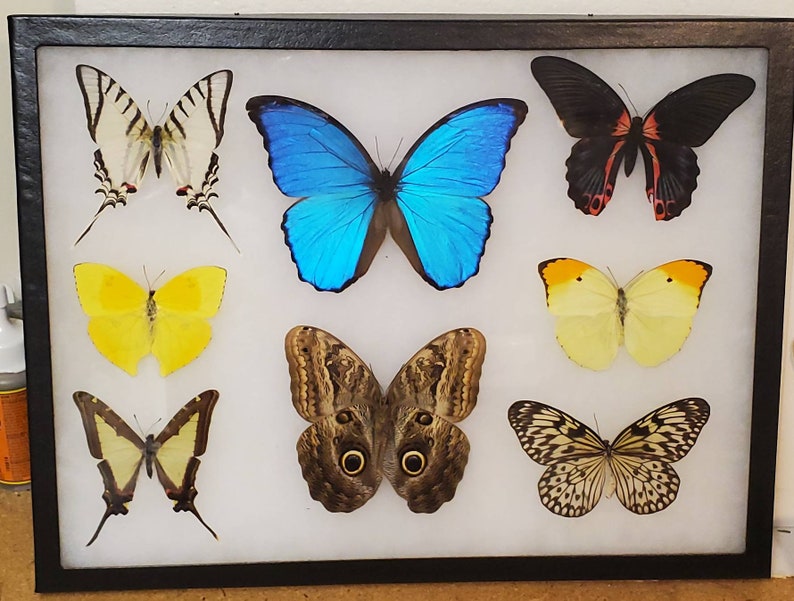 Real Framed World Wide Butterfly Collection 6 - Etsy