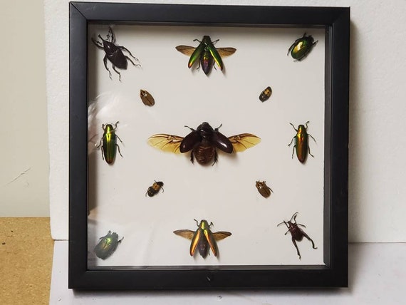 Real Framed Collage of Assorted Beetles From Vietnam in Shadow | Etsy