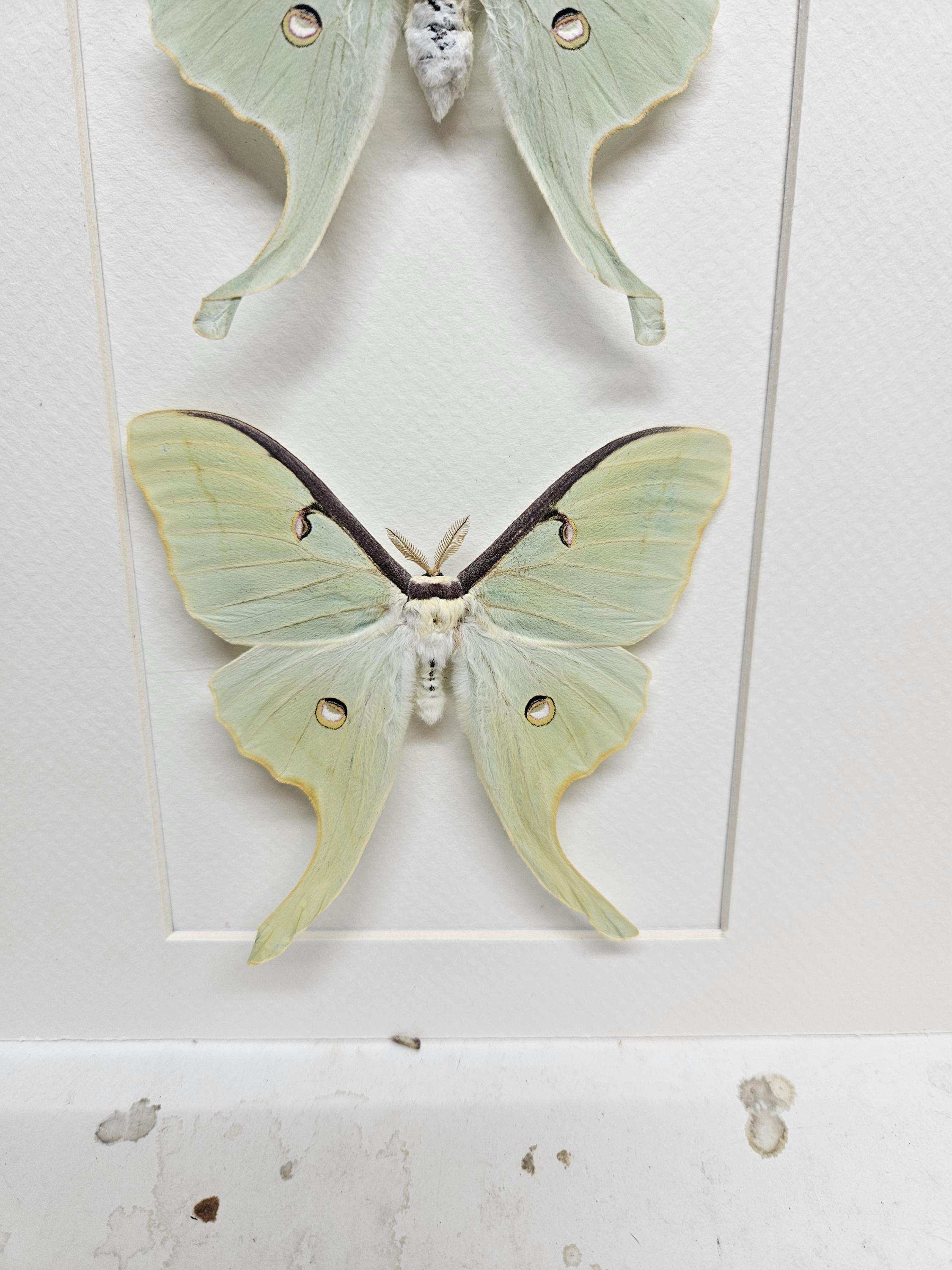 Real Framed Luna Moth (M & F) From North America in Shadow Box Frame #2 ...