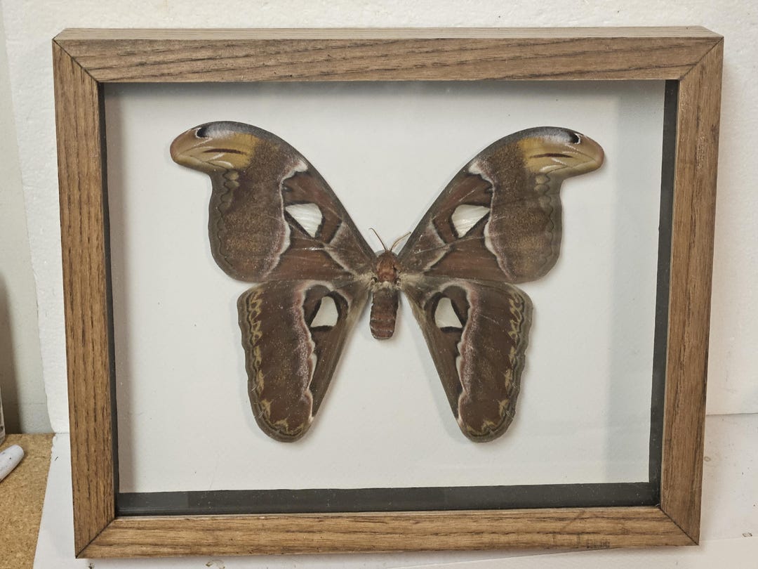 Real Framed Atlas Moth (F) in Custom Ash Shadowbox - Etsy