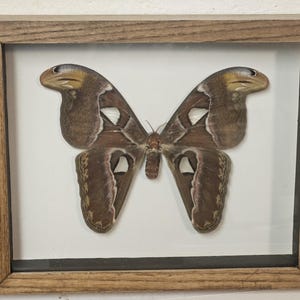 Real Framed Atlas Moth F in Custom Ash Shadowbox - Etsy