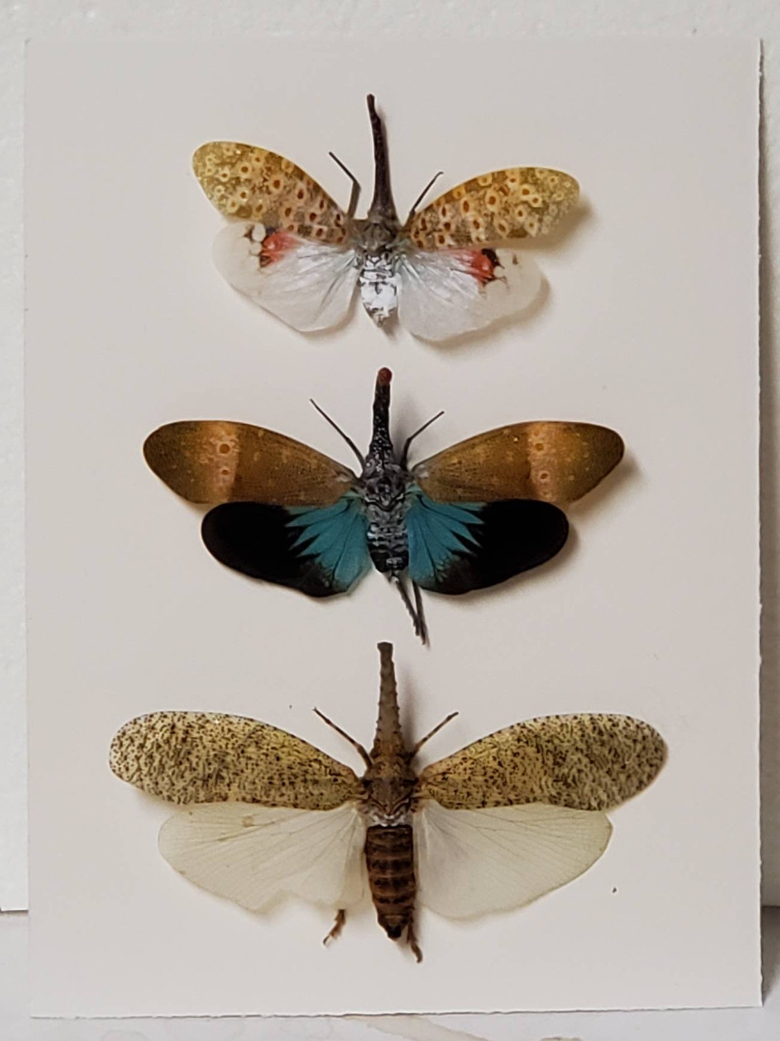 Real lanternfly/plant hopper collection pyrops ovulata pyrops | Etsy