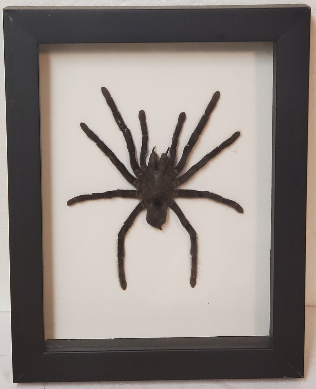 Real Framed Thailand Black Tarantula - Etsy