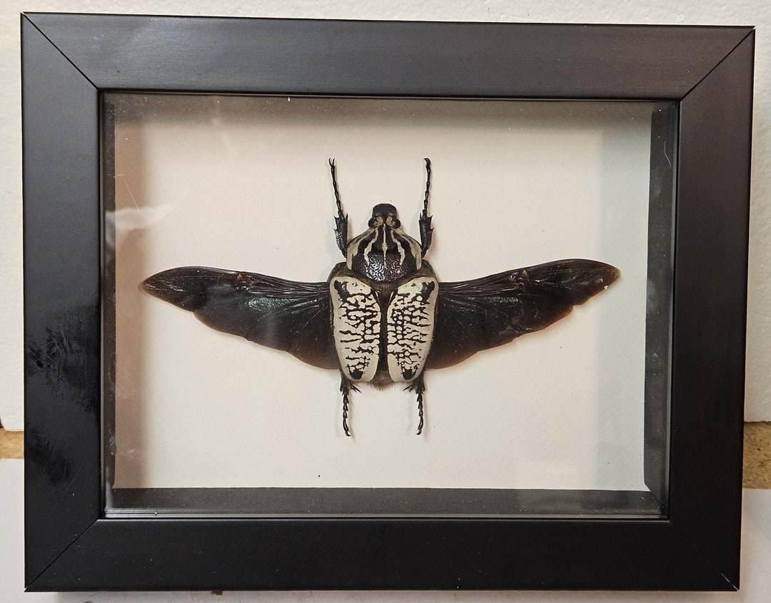 Real Framed Goliath Beetle Female in Black Custom Shadowbox - Etsy