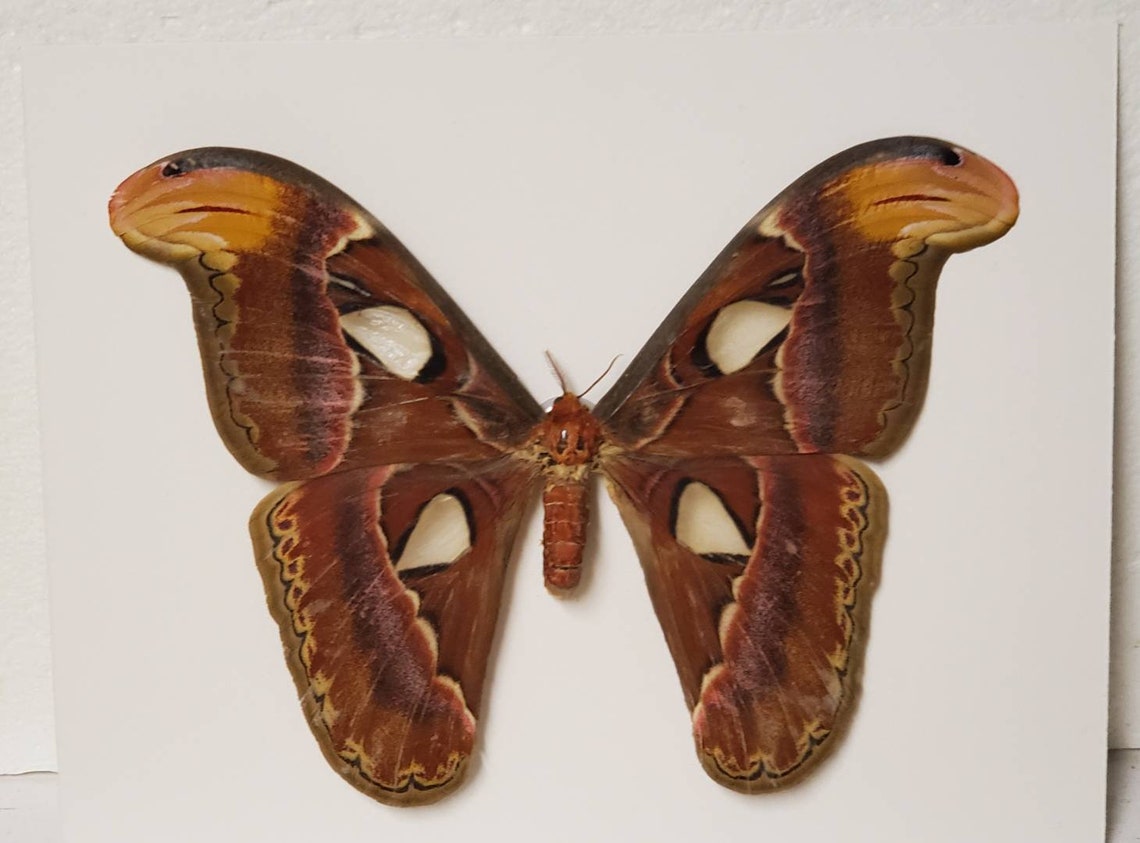 Real Framed Atlas Moth F in Custom Ash Shadowbox - Etsy