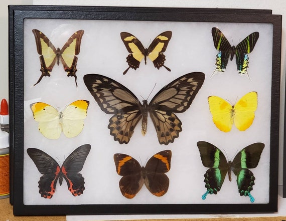 Real Framed World Wide Butterfly Collection 15 - Etsy