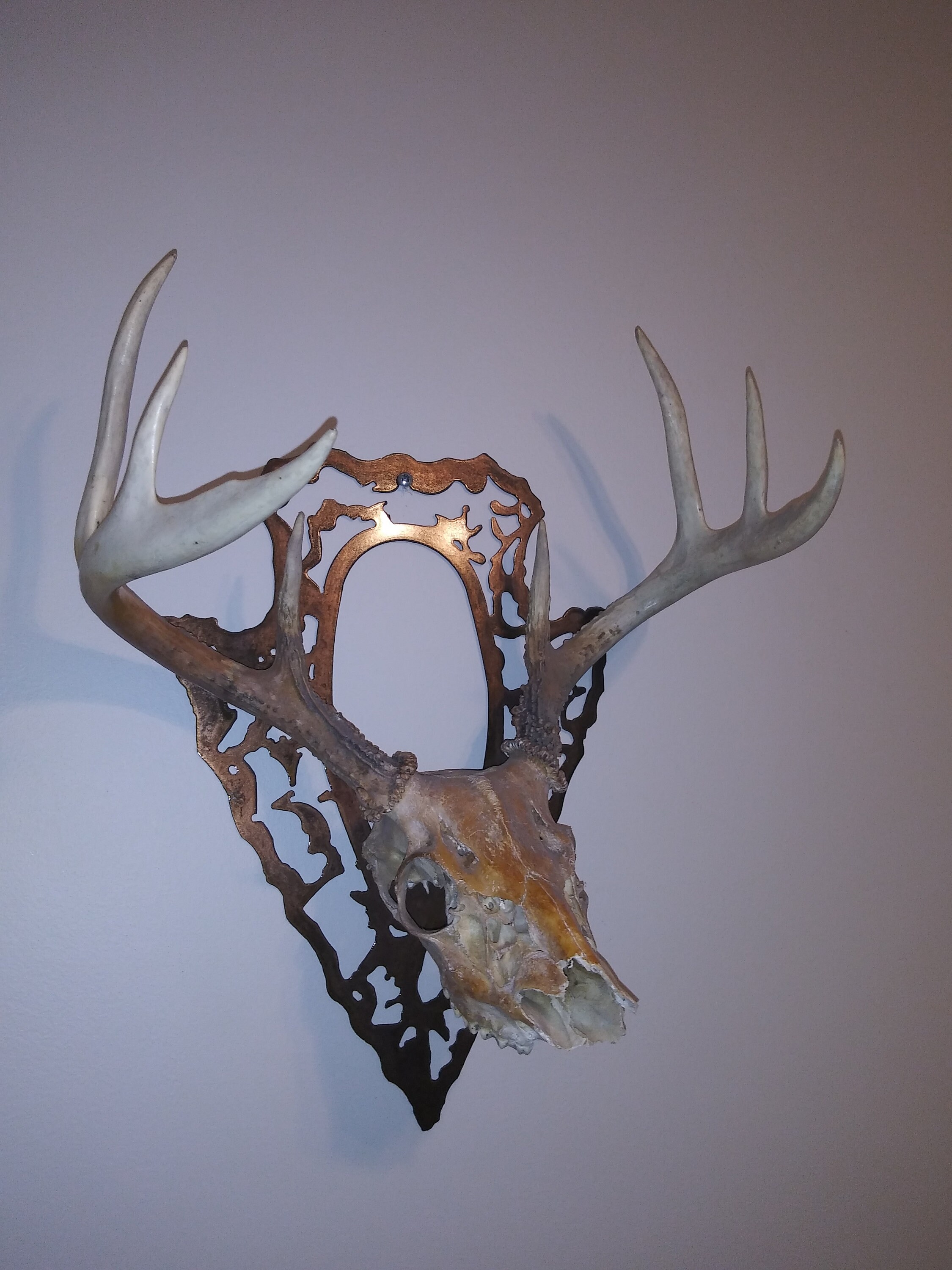 Arrowhead European Skull Mount - Etsy