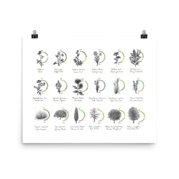Botanical Color Chart Poster - Etsy