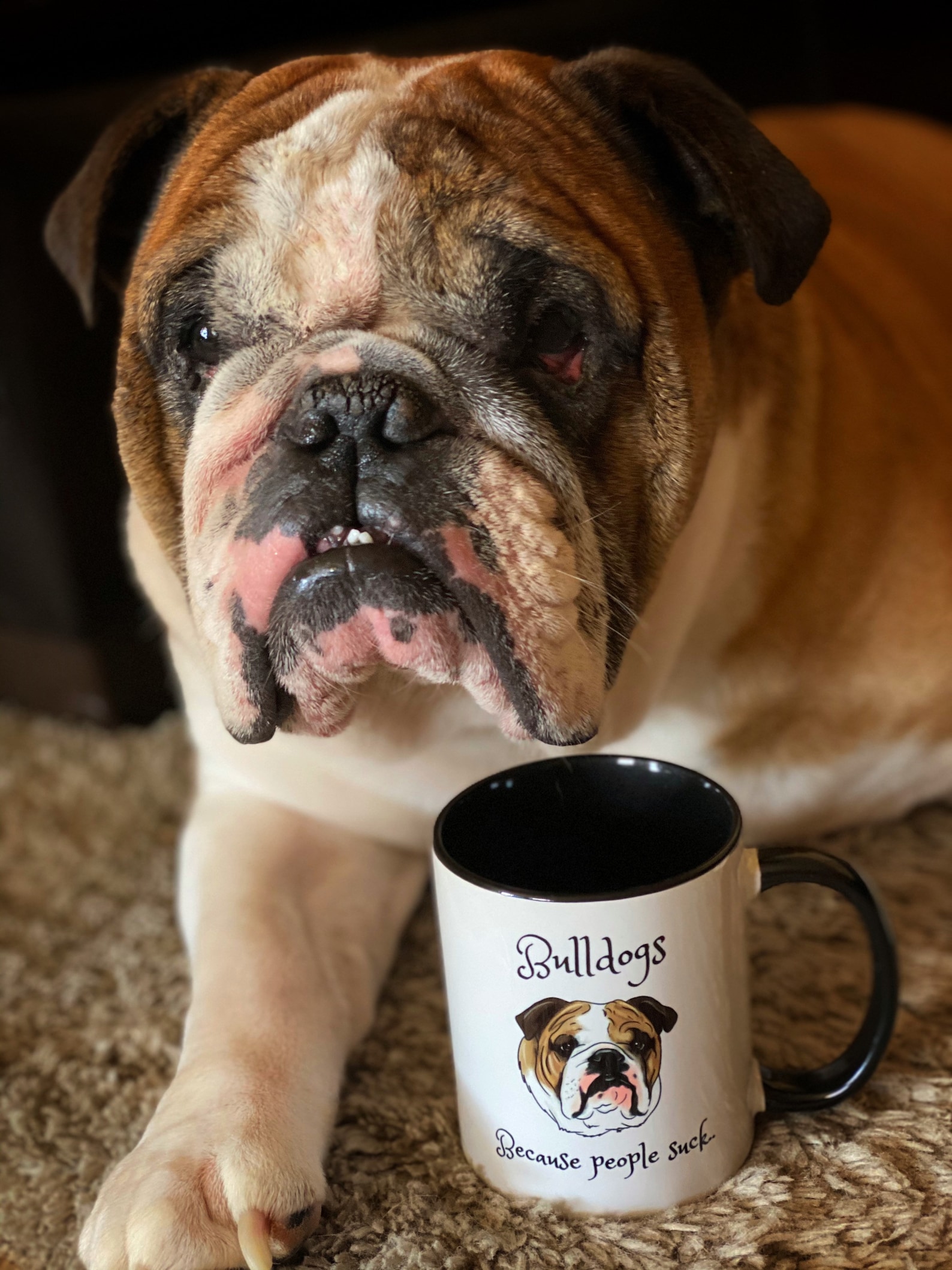 DOG COFFEE CUP English Bulldog Coffee Mug Bulldog Coffee - Etsy