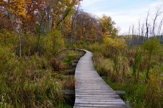 Wooden Path Digital Background Woods - Etsy